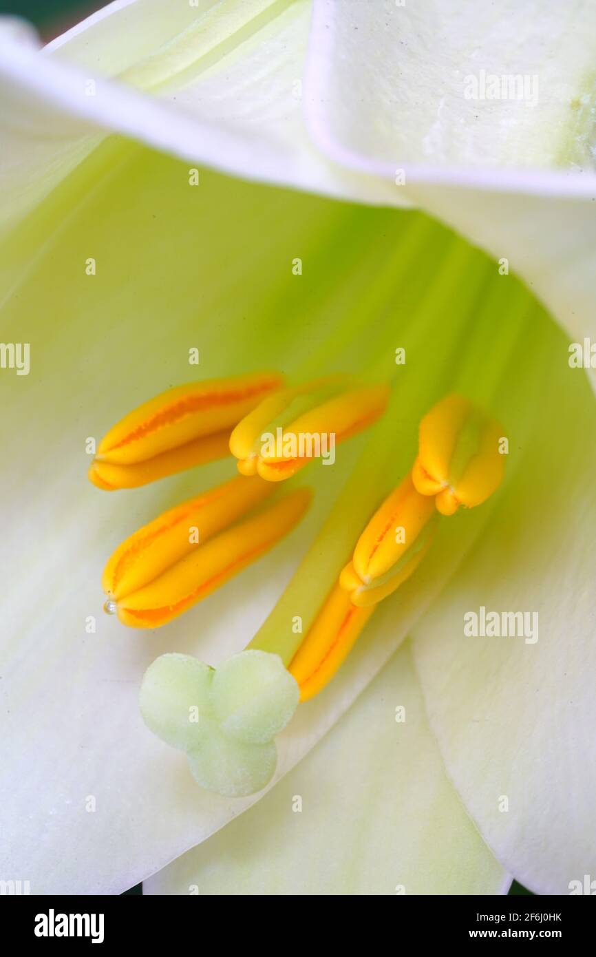 Fragrant white and yellow trumpet flowers of Easter Lily flowers ...