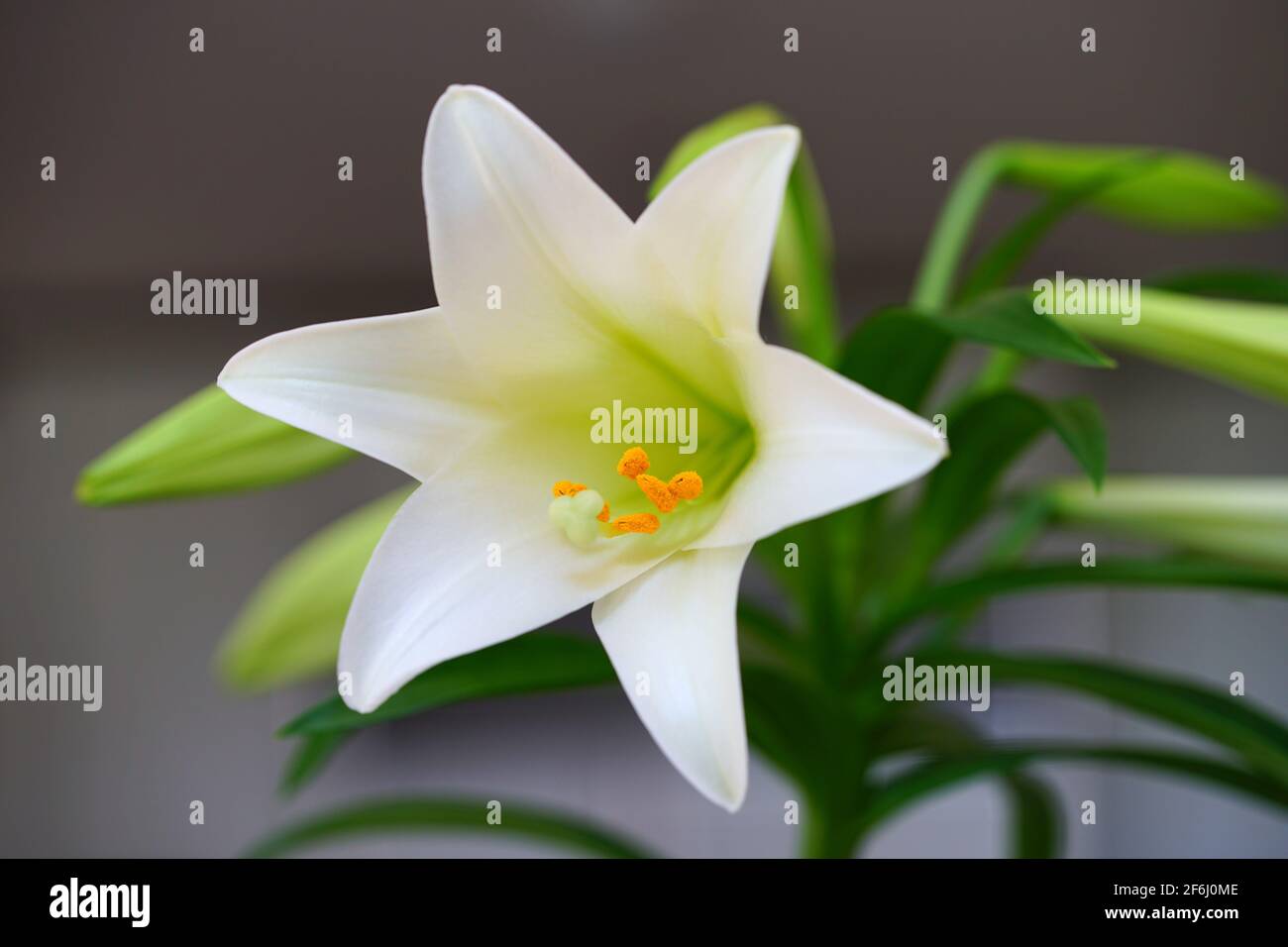 Fragrant white and yellow trumpet flowers of Easter Lily flowers ...