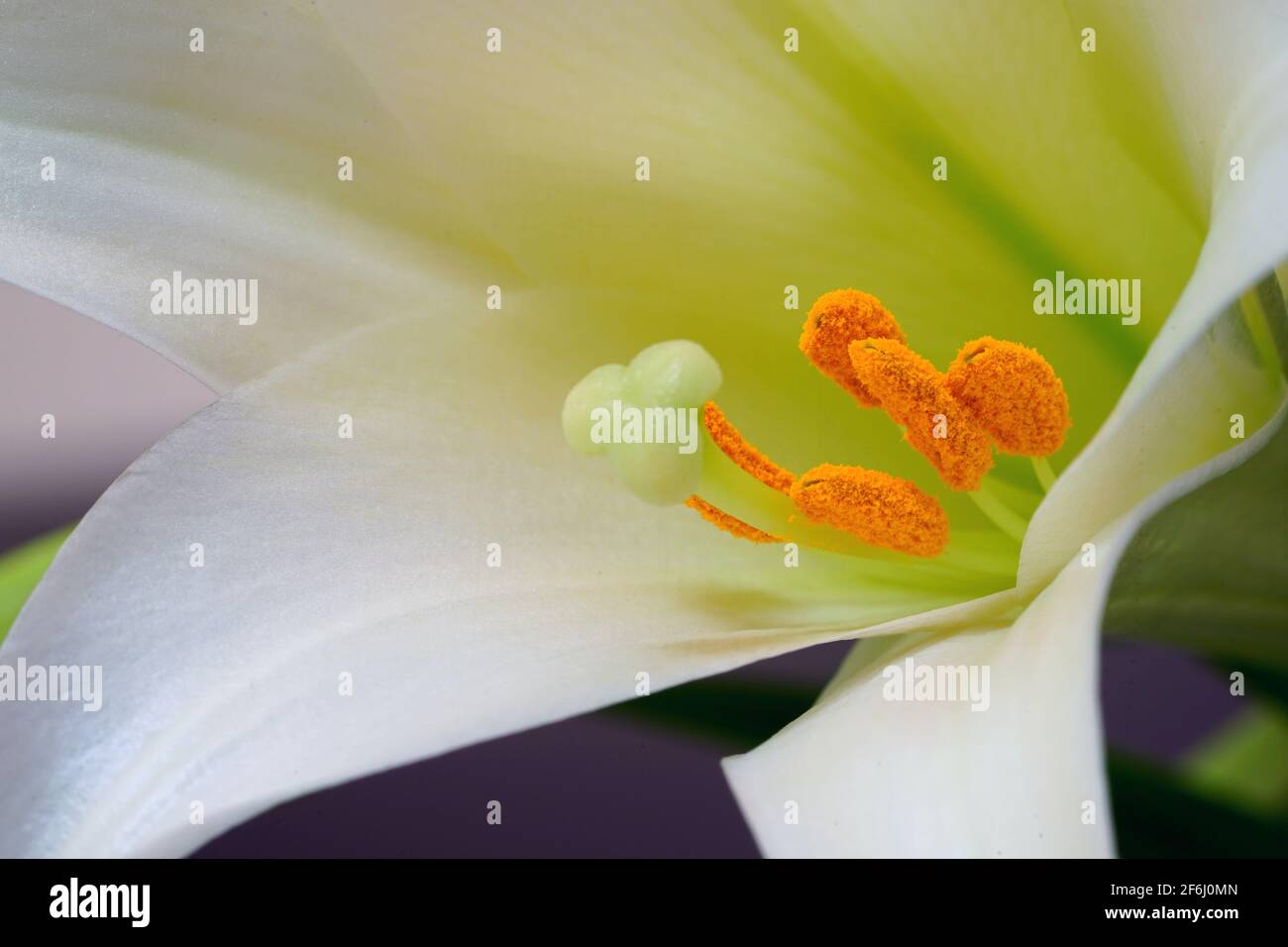 Fragrant white and yellow trumpet flowers of Easter Lily flowers ...