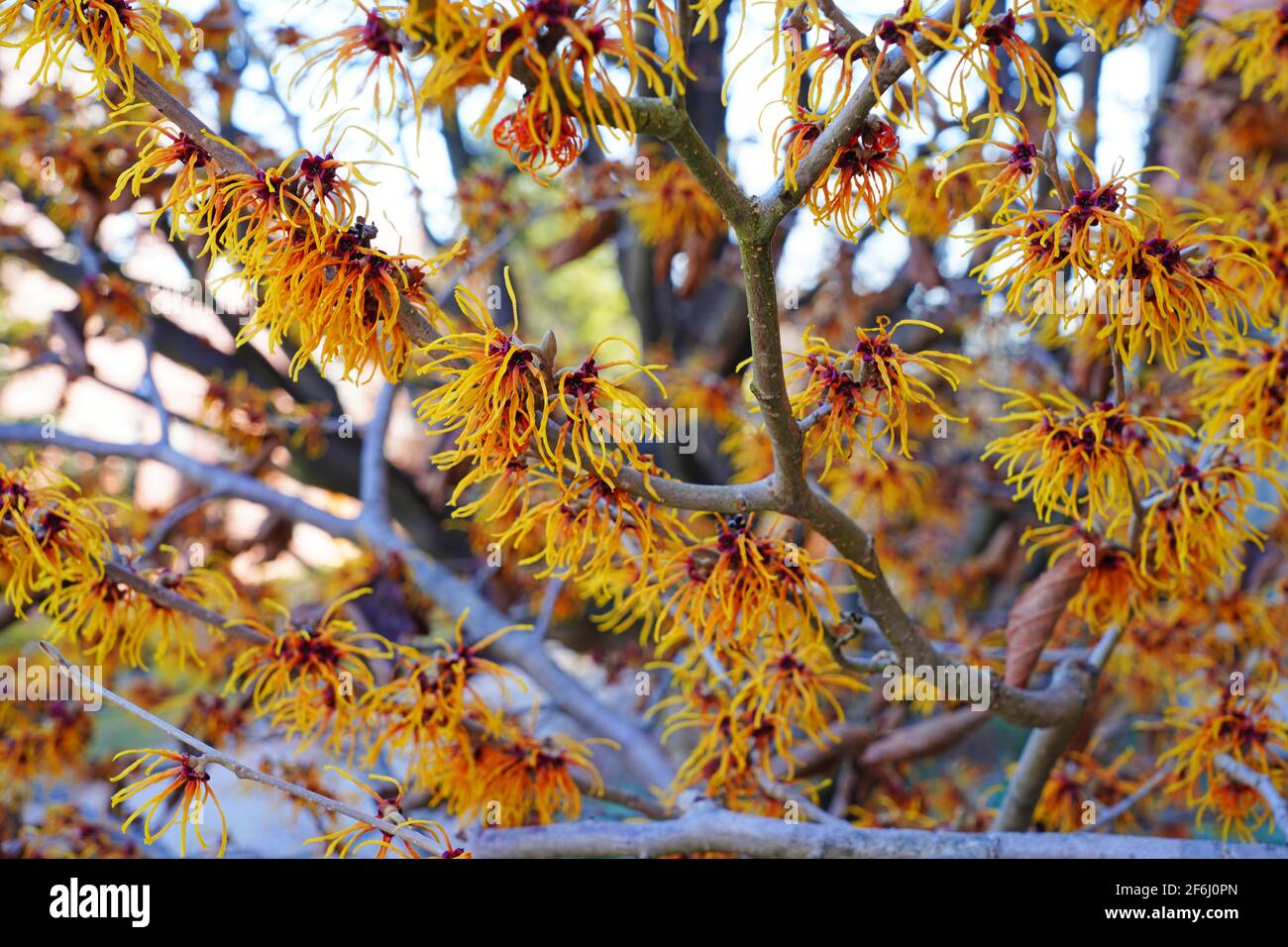 Yellow orange flowers of witch hazel hamamelis shrub Stock Photo - Alamy