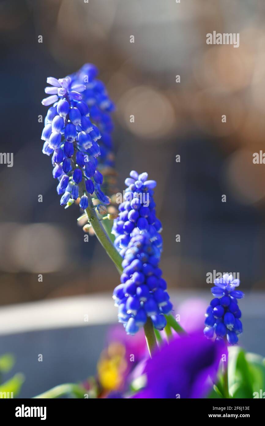 Purple blue spikes of muscari flowers in spring Stock Photo - Alamy