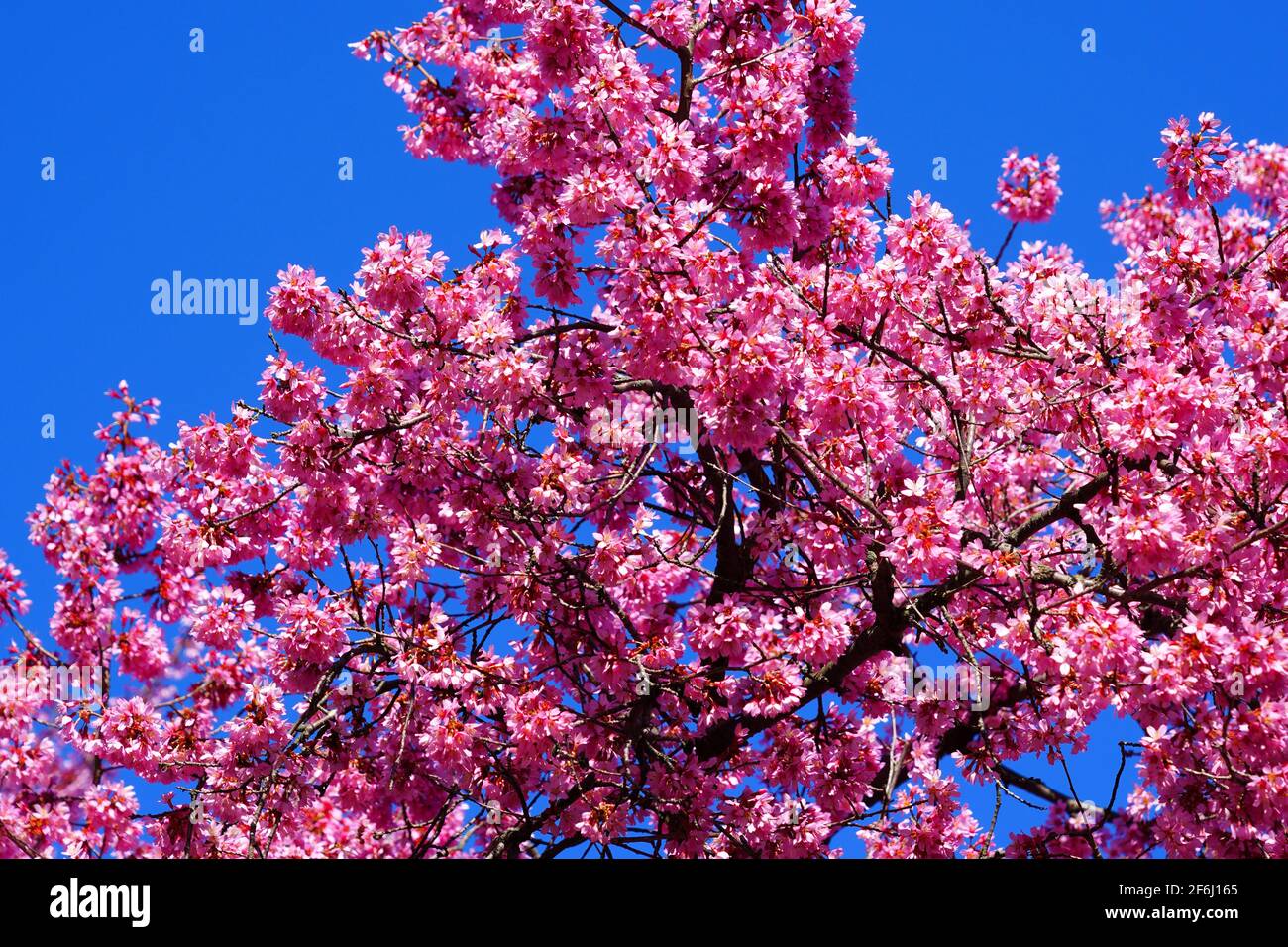 Billowy pink blossoms of a sakura cherry prunus tree Stock Photo - Alamy