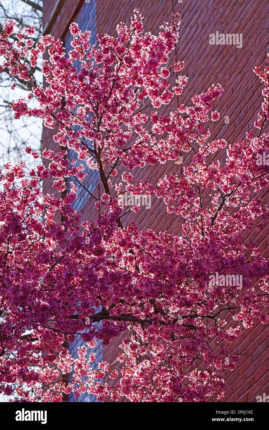 Billowy pink blossoms of a sakura cherry prunus tree Stock Photo - Alamy