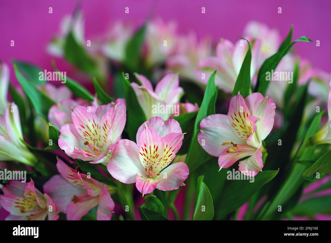A bunch of white and pink Alstroemeria Lily of the Incas flowers Stock ...