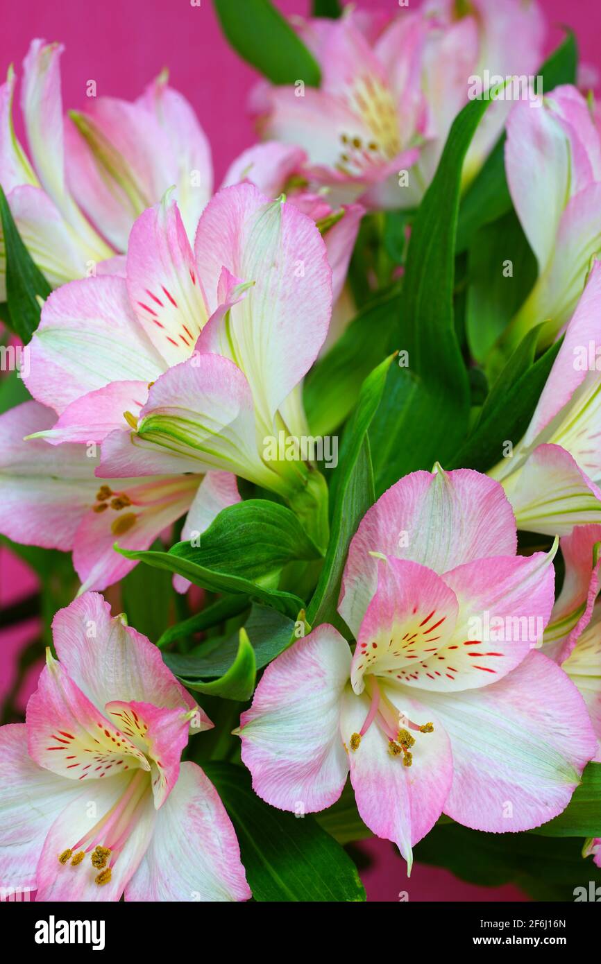 A bunch of white and pink Alstroemeria Lily of the Incas flowers Stock ...