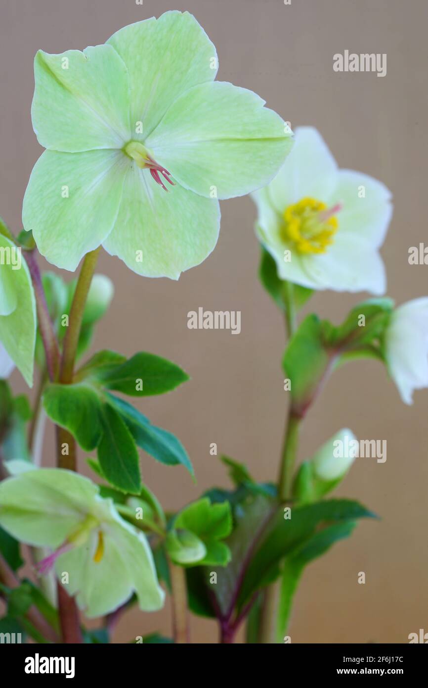 White and crimson hellebore hi-res stock photography and images - Alamy