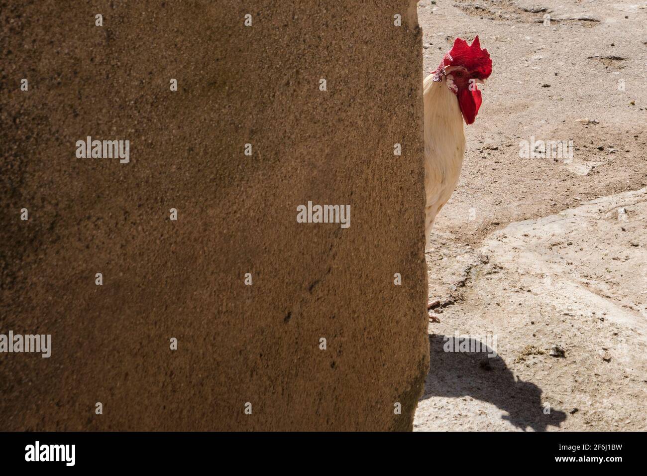 Cackle hi-res stock photography and images - Alamy