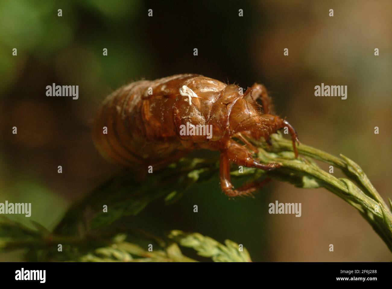 USA Maryland Insect Cicada Cicadas Cicadoidea Brood X 17 year cicada ...