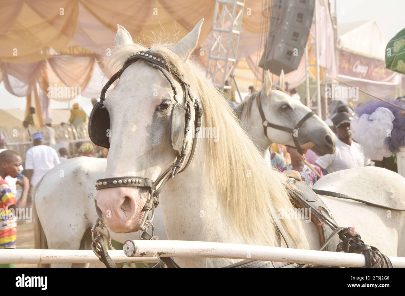 Royal horses conveying Oba Lamidi Adeyemi and Otunba Gani Adams to the ...