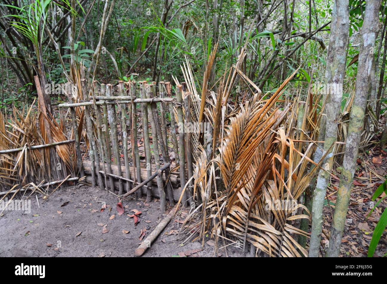 Brazilian Native's animal trap Stock Photo - Alamy