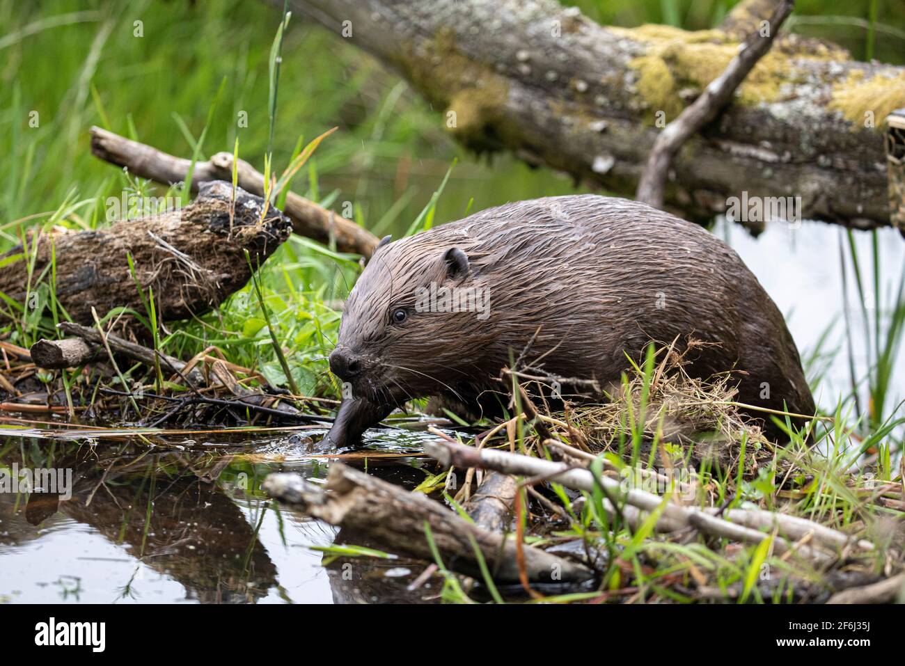 Beavering hi-res stock photography and images - Alamy