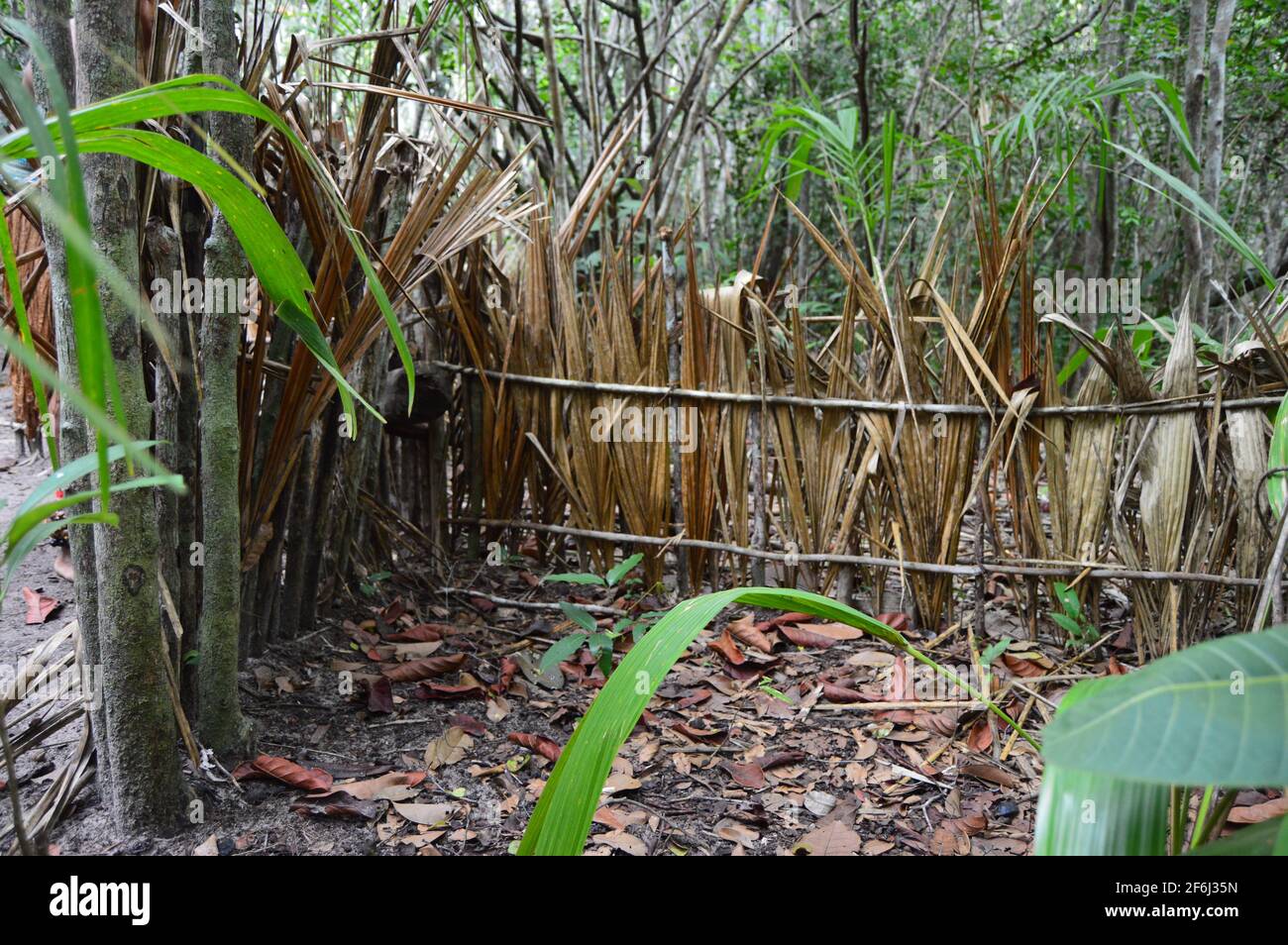 Brazilian Native's animal trap Stock Photo - Alamy