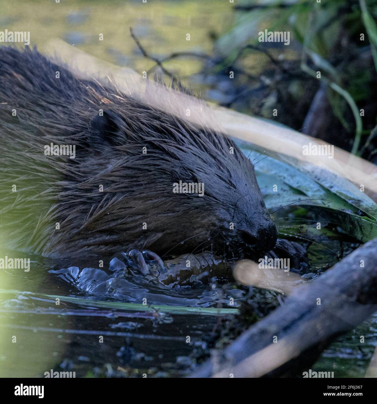 Beaver swimming away hi-res stock photography and images - Alamy