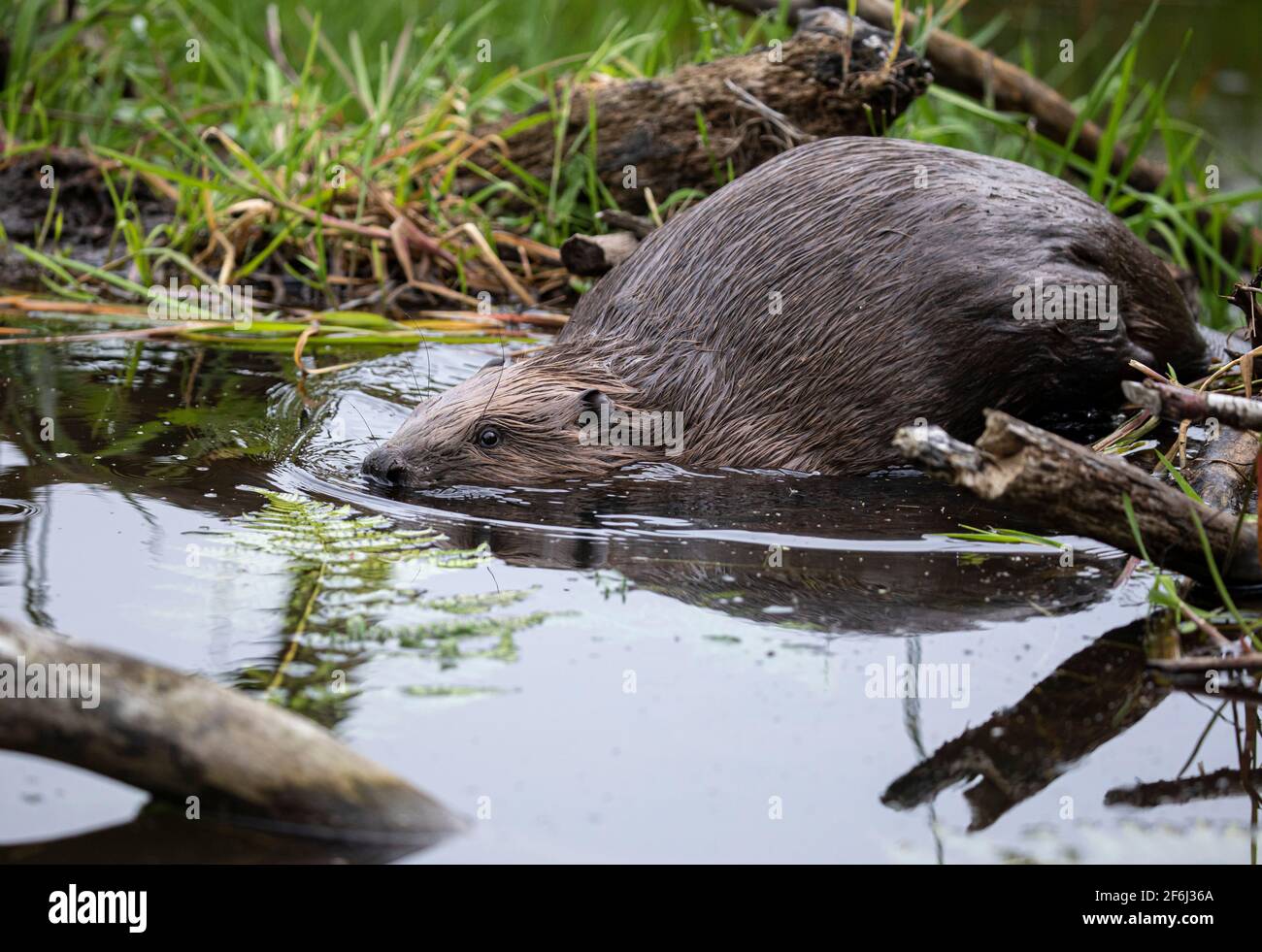 Beaver scotland highlands hi-res stock photography and images - Alamy