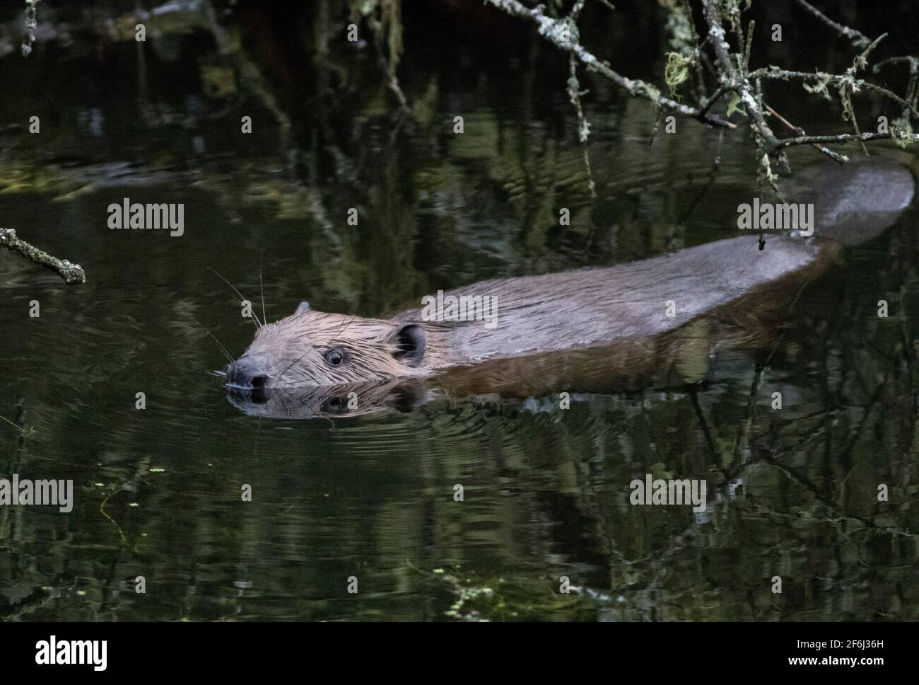 Beaver scotland highlands hi-res stock photography and images - Alamy
