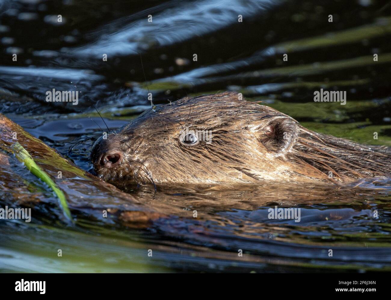 Beaver castoreum hi-res stock photography and images - Alamy