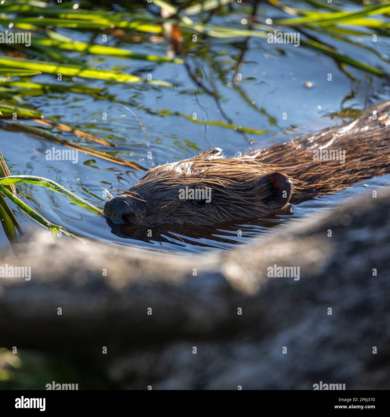 Beaver castoreum hi-res stock photography and images - Alamy