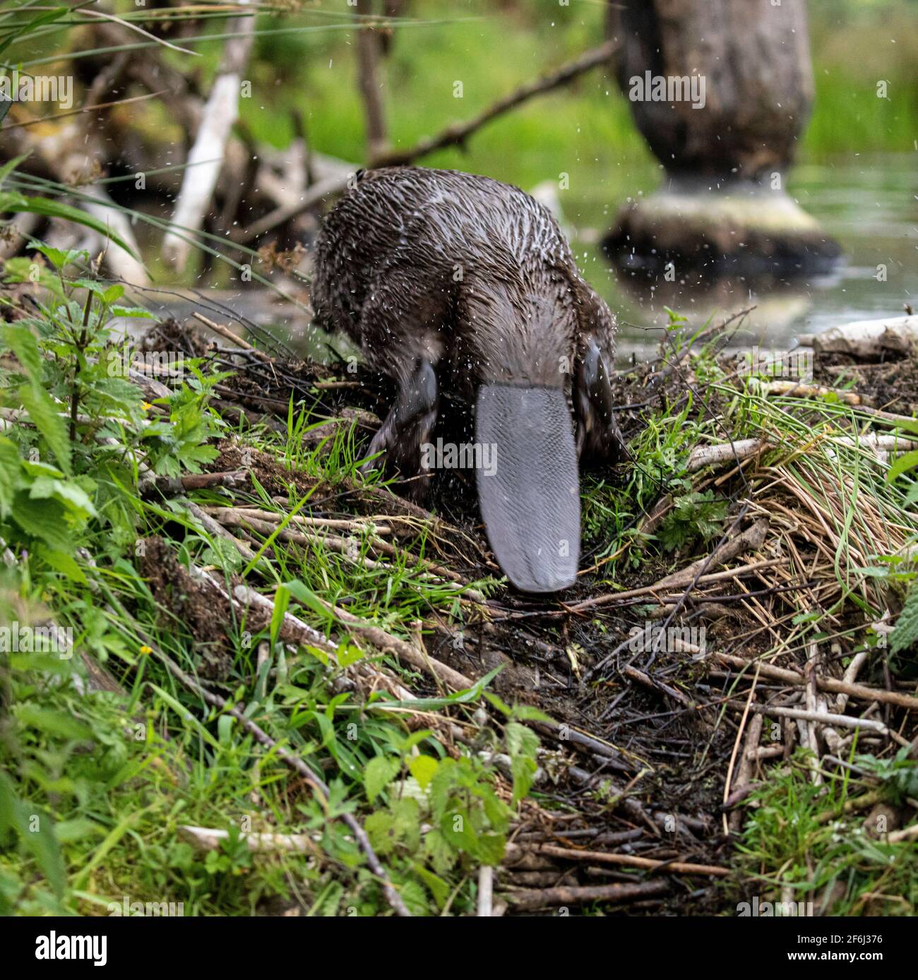 Beaver scotland highlands hi-res stock photography and images - Alamy