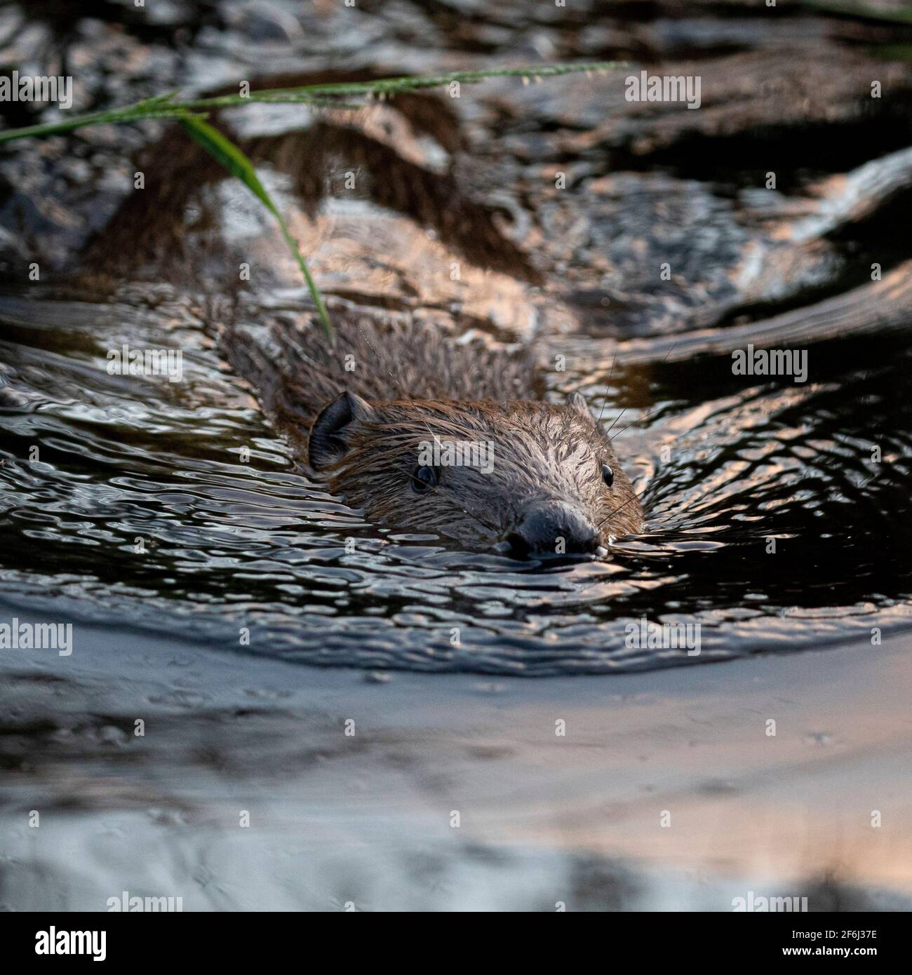 Beaver castoreum hi-res stock photography and images - Alamy