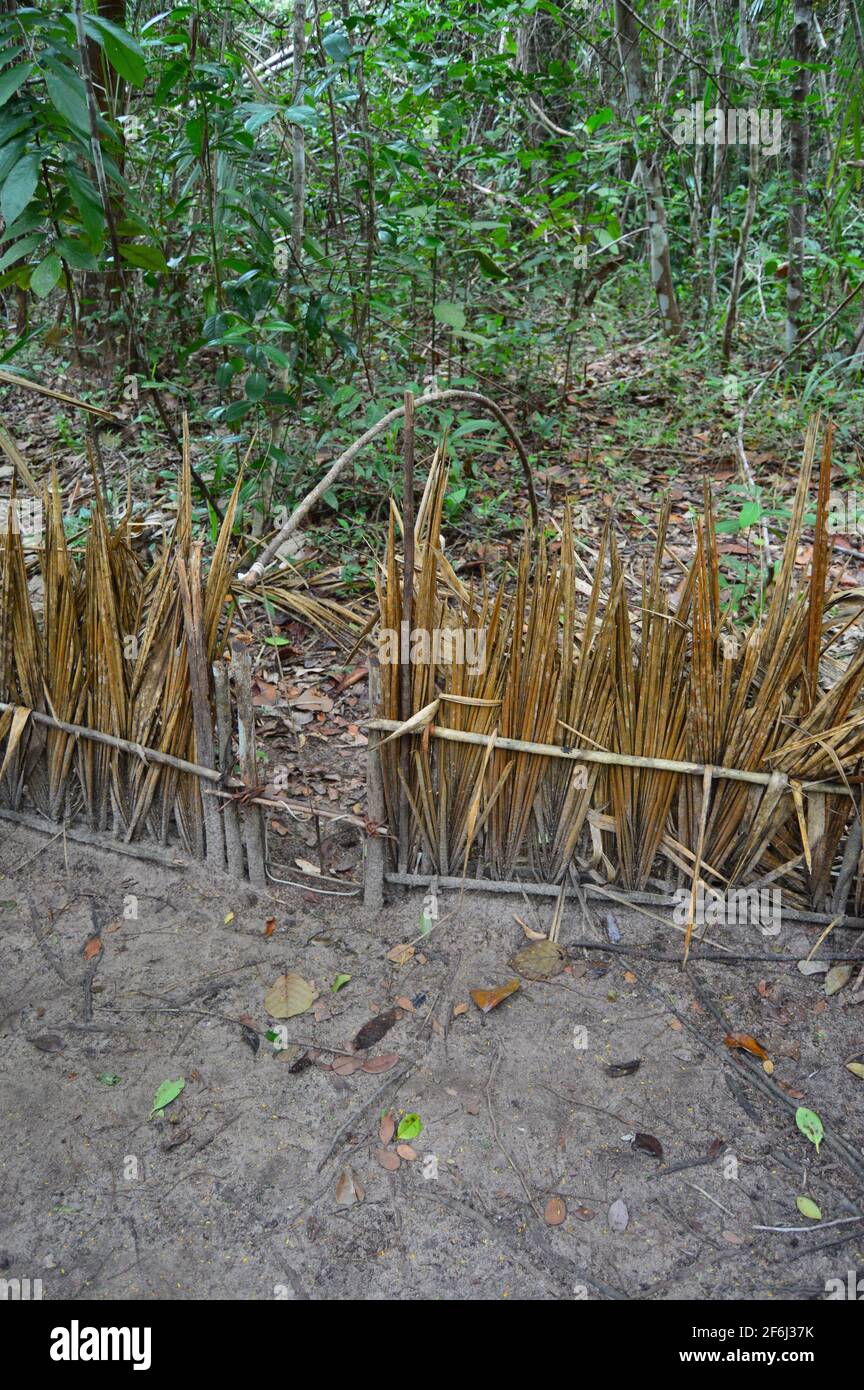 Brazilian Native's animal trap Stock Photo - Alamy