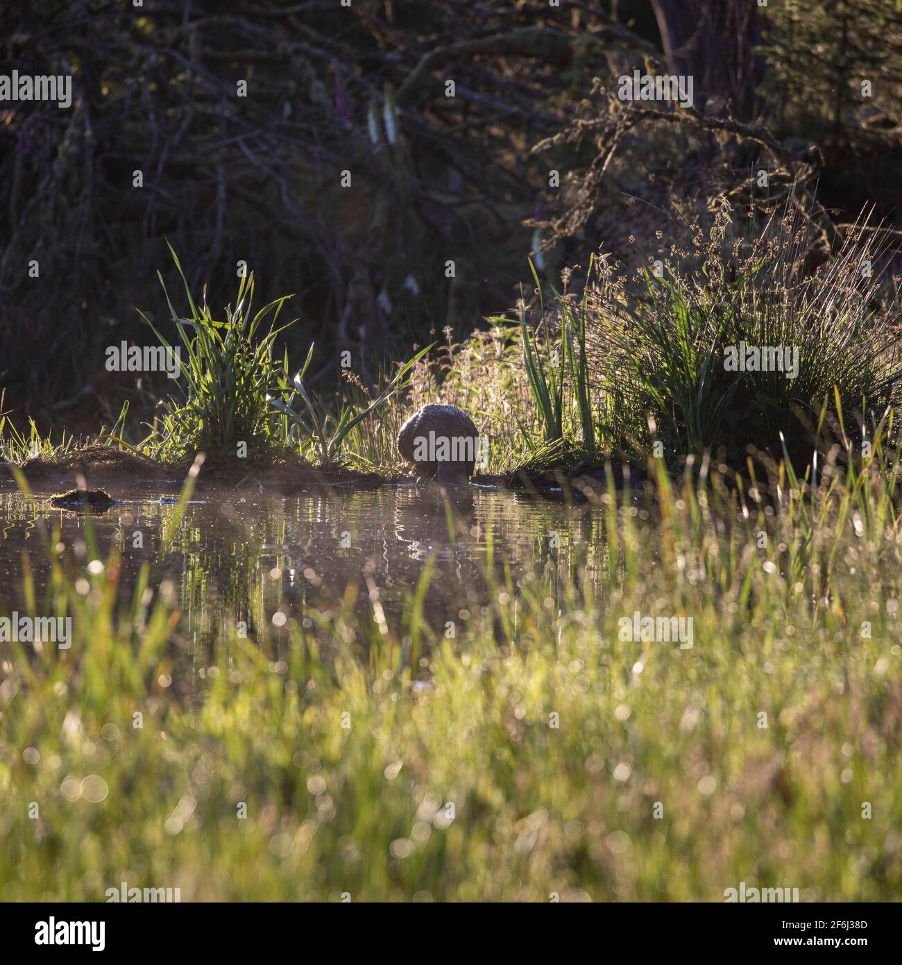 Beaver swimming underwater hi-res stock photography and images - Alamy