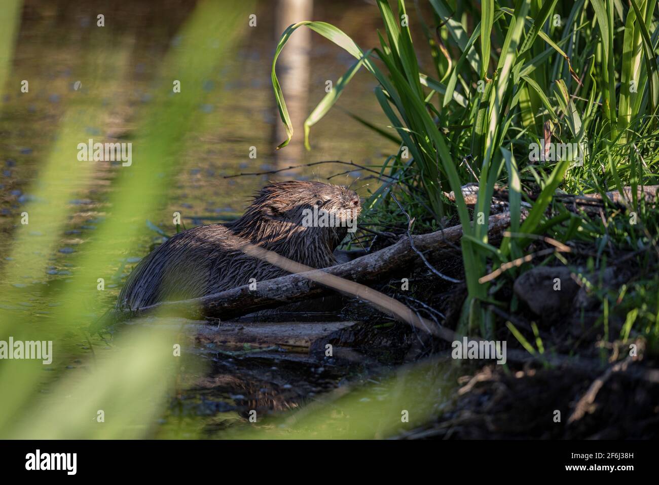 Beaver castoreum hi-res stock photography and images - Alamy