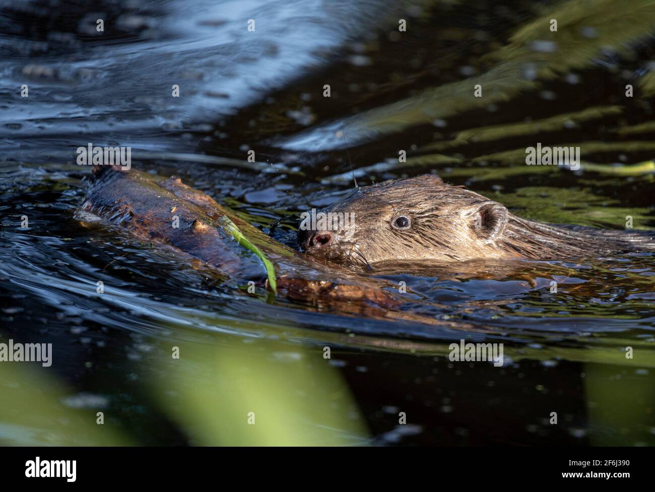 Beaver castoreum hi-res stock photography and images - Alamy