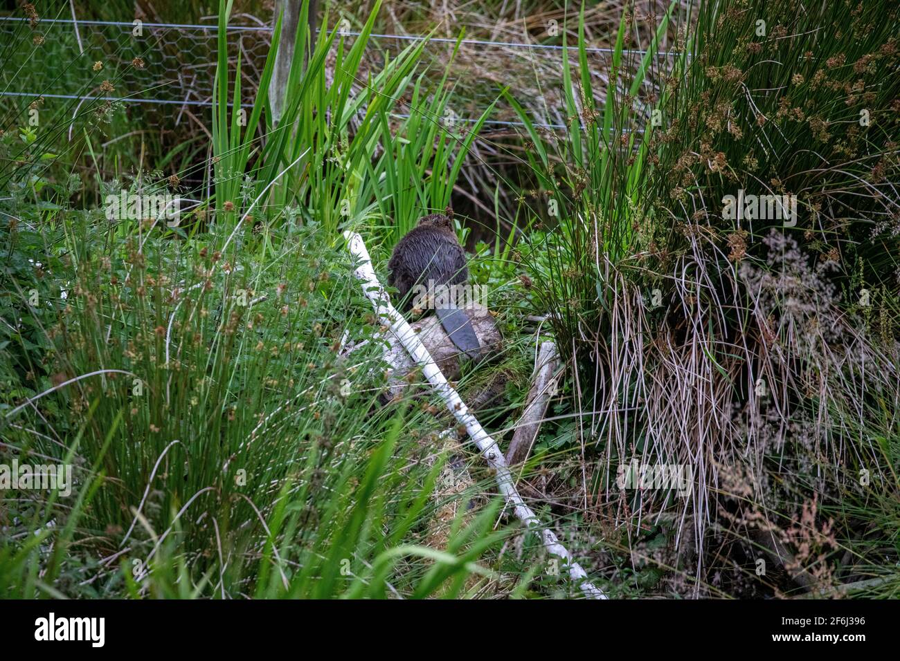 Beaver swimming away hi-res stock photography and images - Alamy