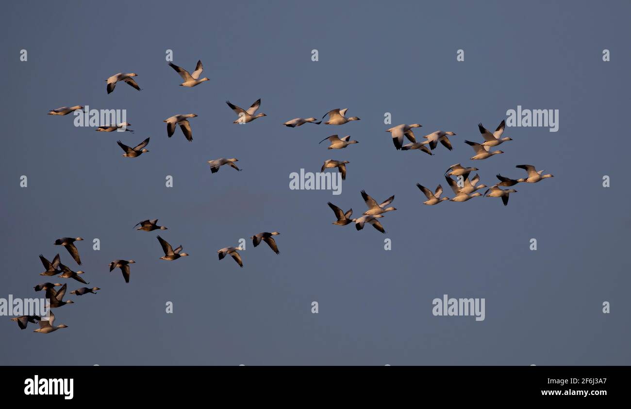Flock of migrating snow geese heading north in spring in Canada Stock ...
