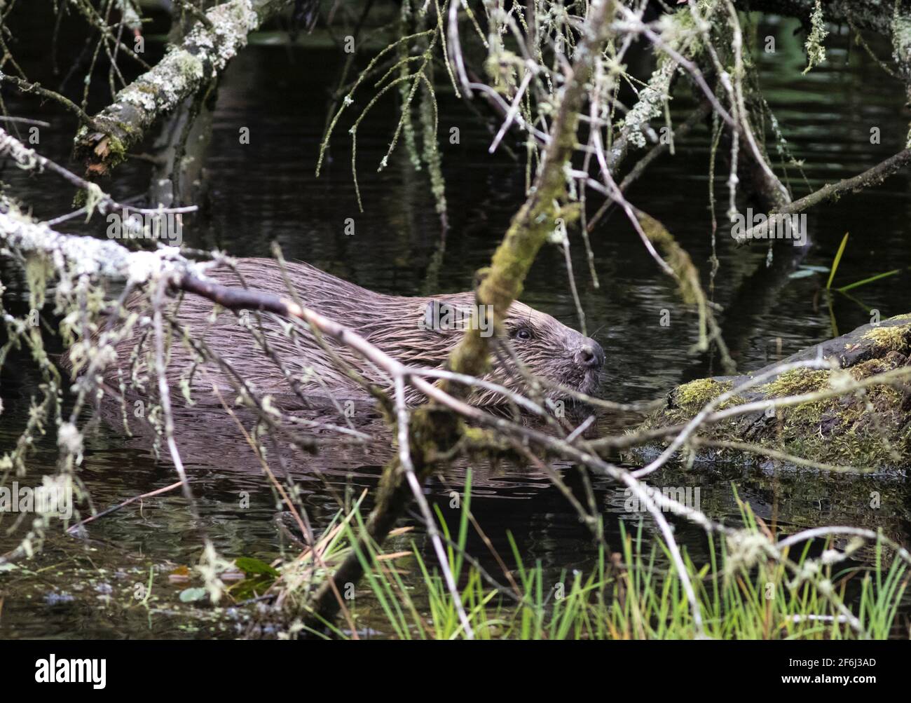 Beaver scotland highlands hi-res stock photography and images - Alamy