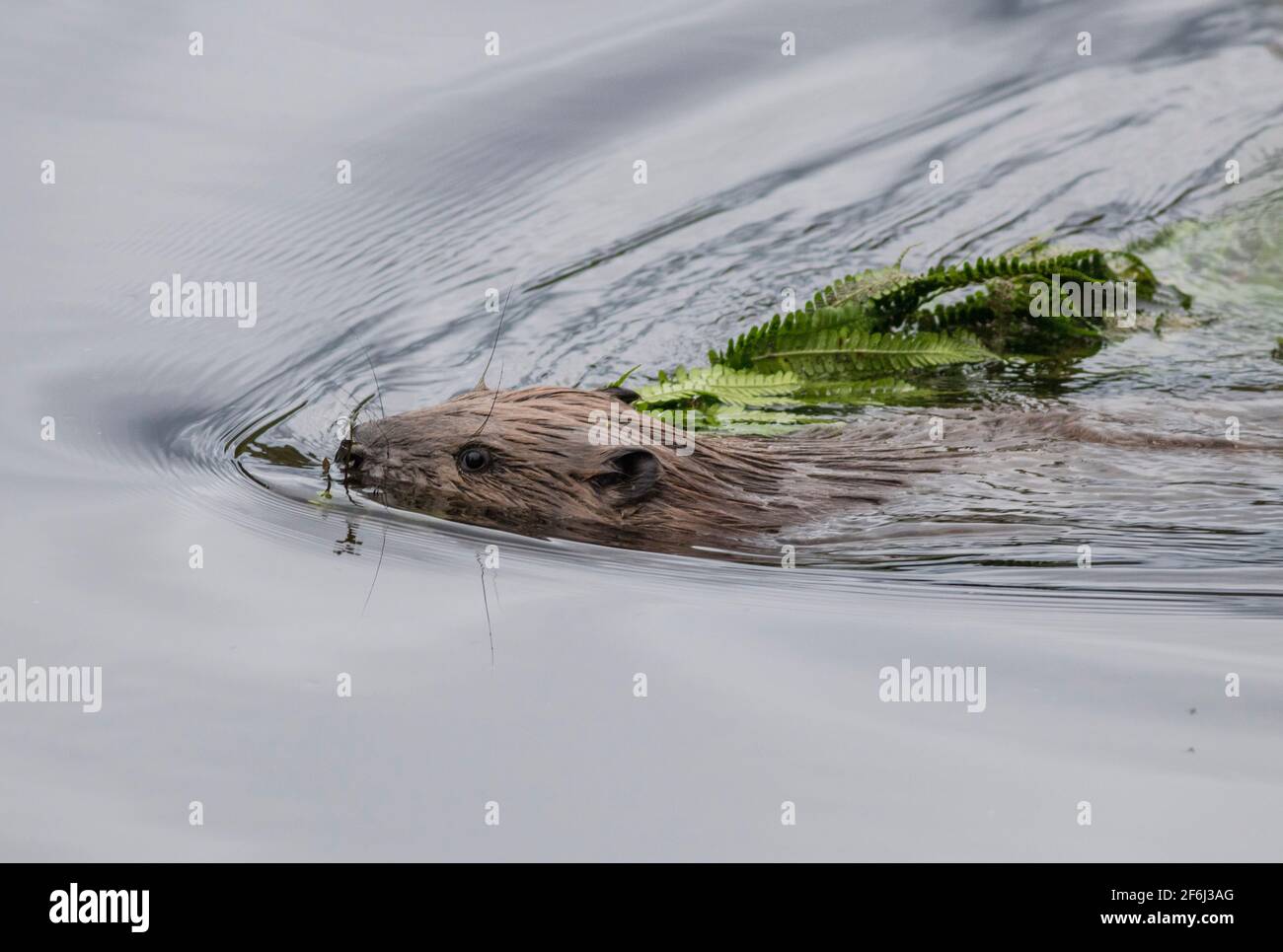 Beaver scotland highlands hi-res stock photography and images - Alamy