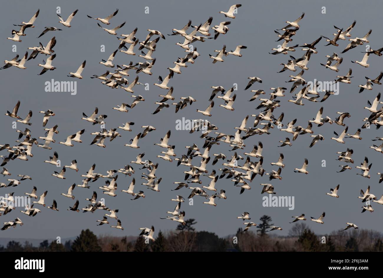Flock of migrating snow geese heading north in spring in Canada Stock ...