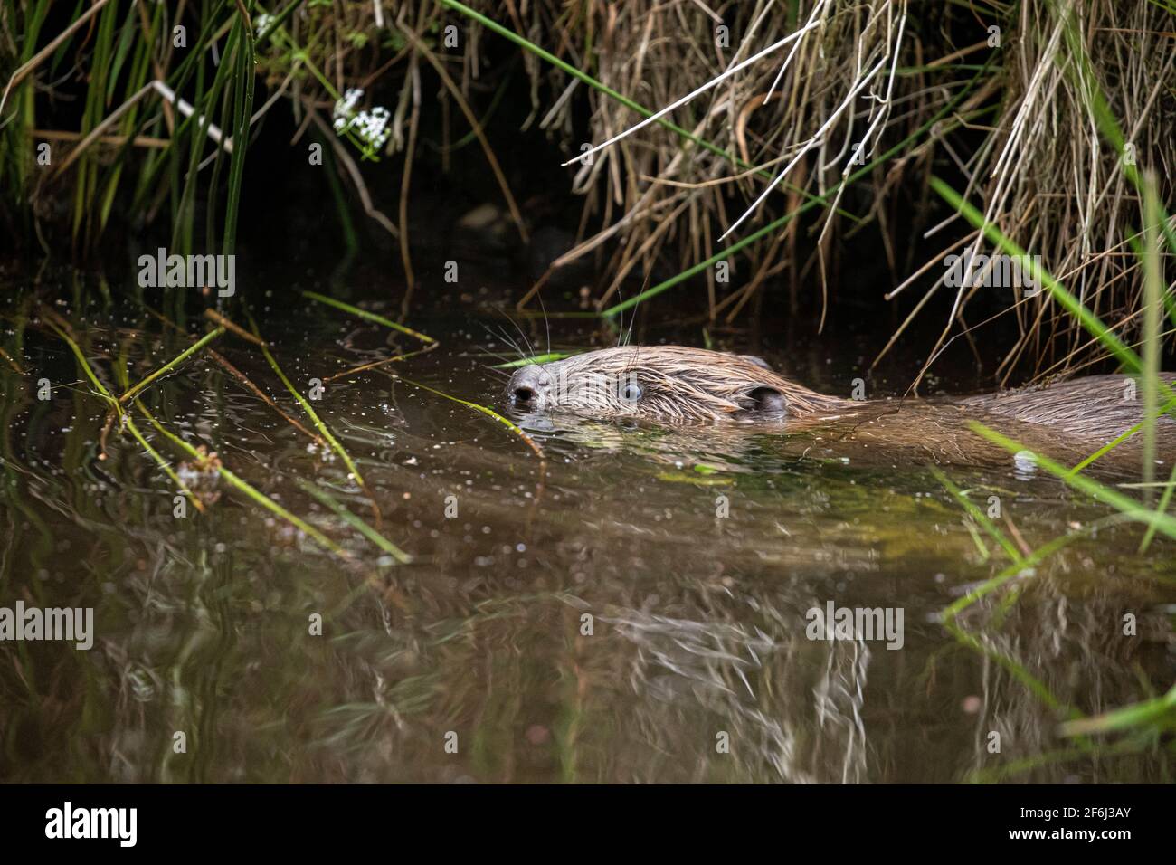 Beavering hi-res stock photography and images - Alamy