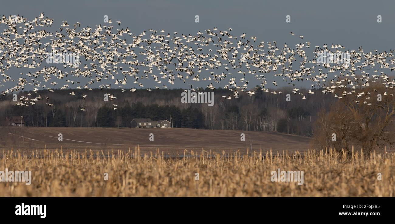 Migrating wild canada geese hi-res stock photography and images - Alamy