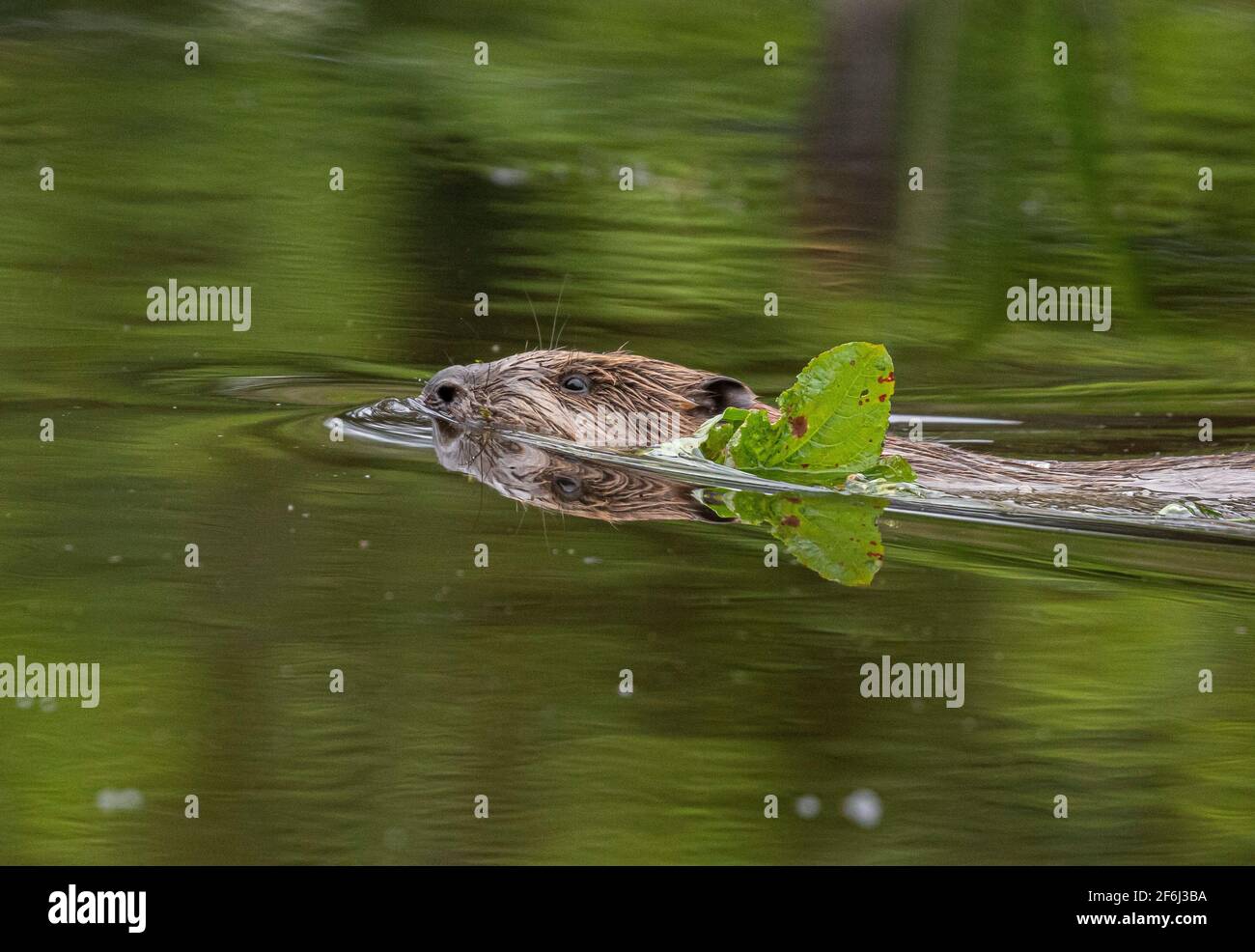 Beaver scotland highlands hi-res stock photography and images - Alamy