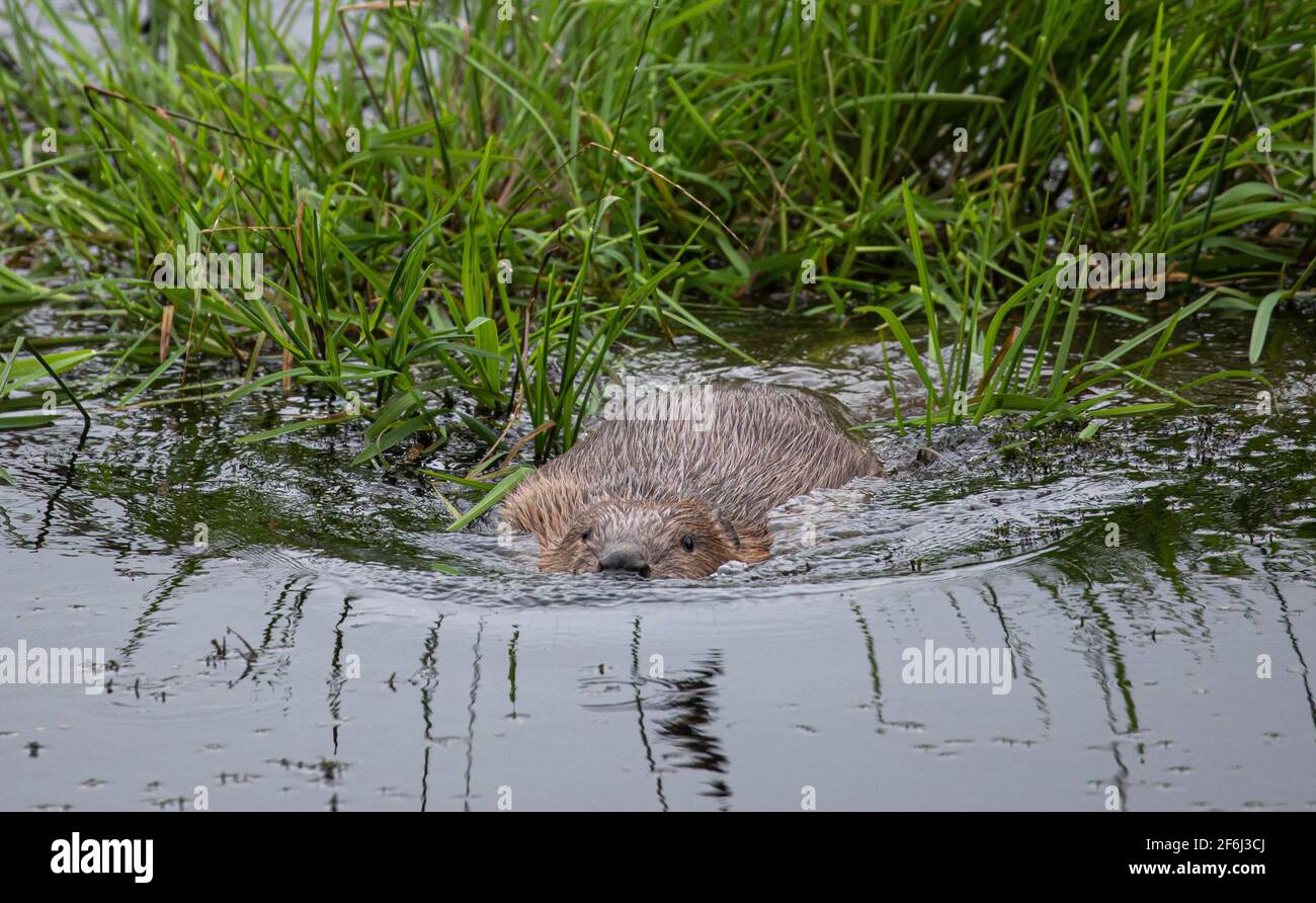 Beavering hi-res stock photography and images - Alamy
