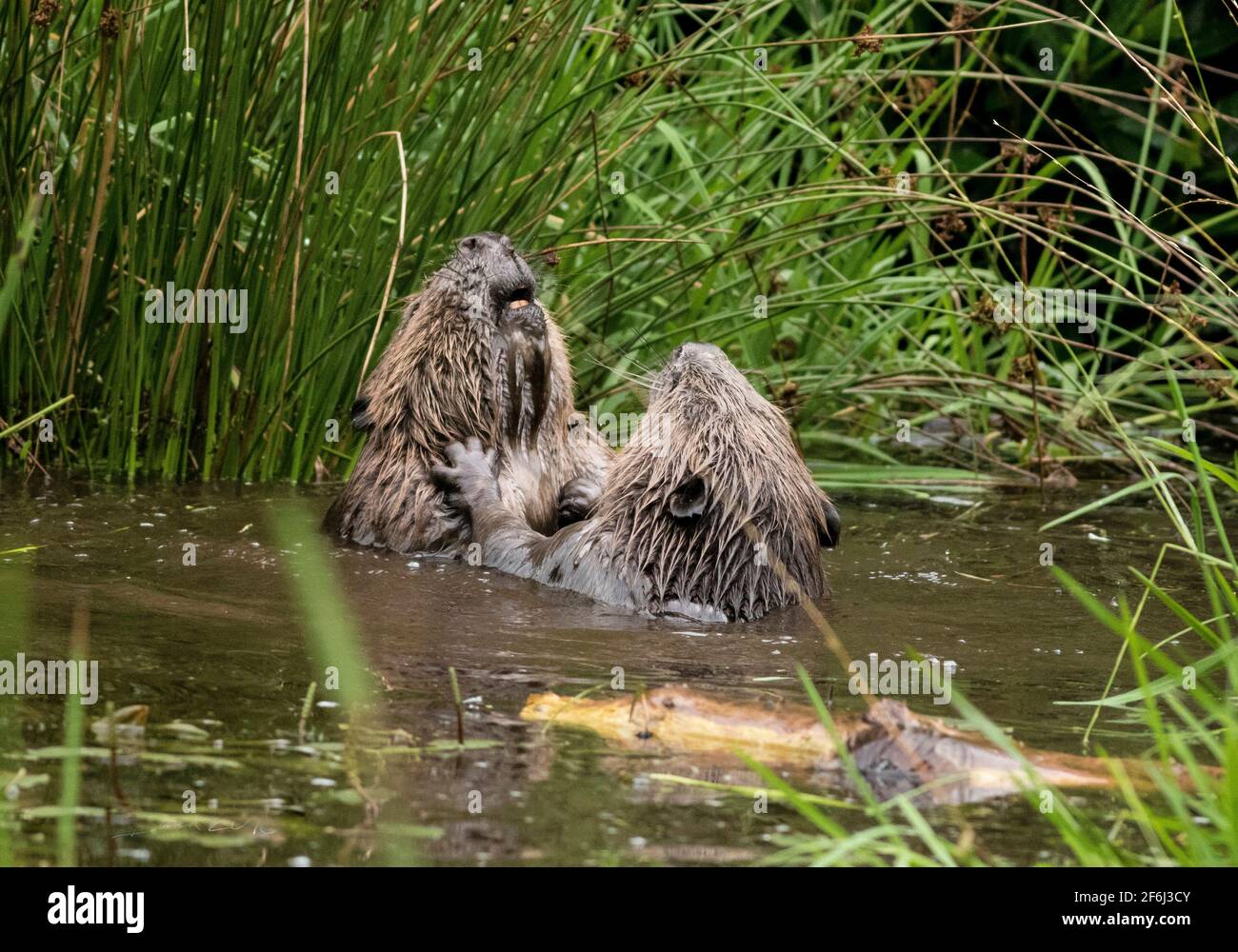 Wrestling Beavers, Scotland Stock Photo - Alamy