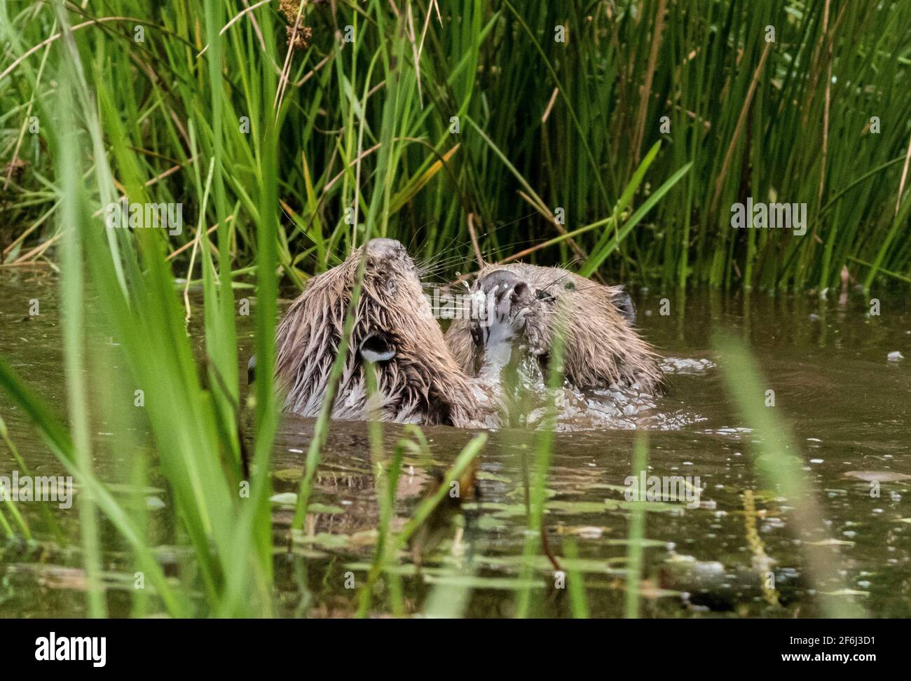 Wrestling Beavers, Scotland Stock Photo - Alamy