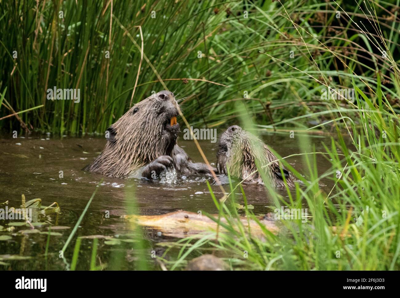 Wrestling Beavers, Scotland Stock Photo - Alamy