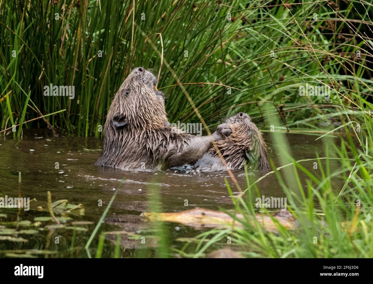 Beaver scotland highlands hi-res stock photography and images - Alamy
