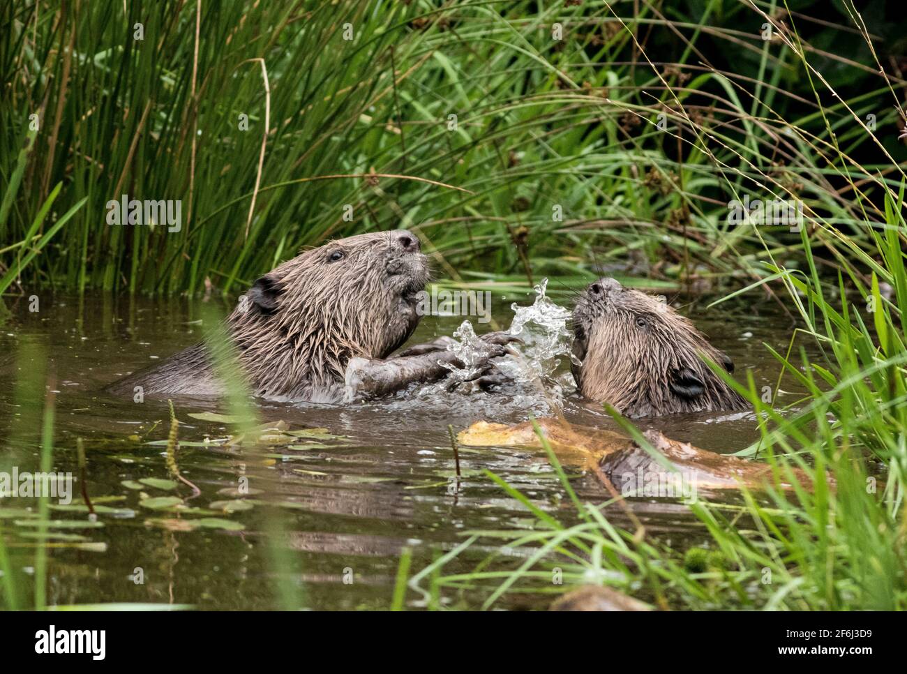 Wrestling Beavers, Scotland Stock Photo - Alamy