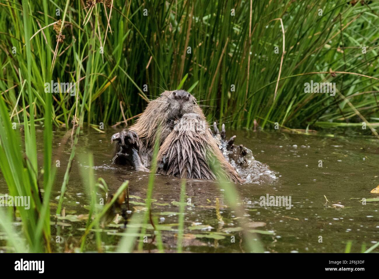 Wrestling Beavers, Scotland Stock Photo - Alamy