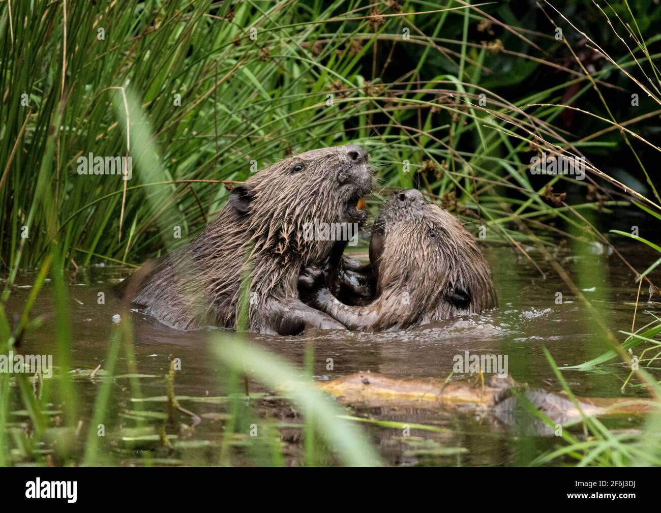 Wrestling Beavers, Scotland Stock Photo - Alamy