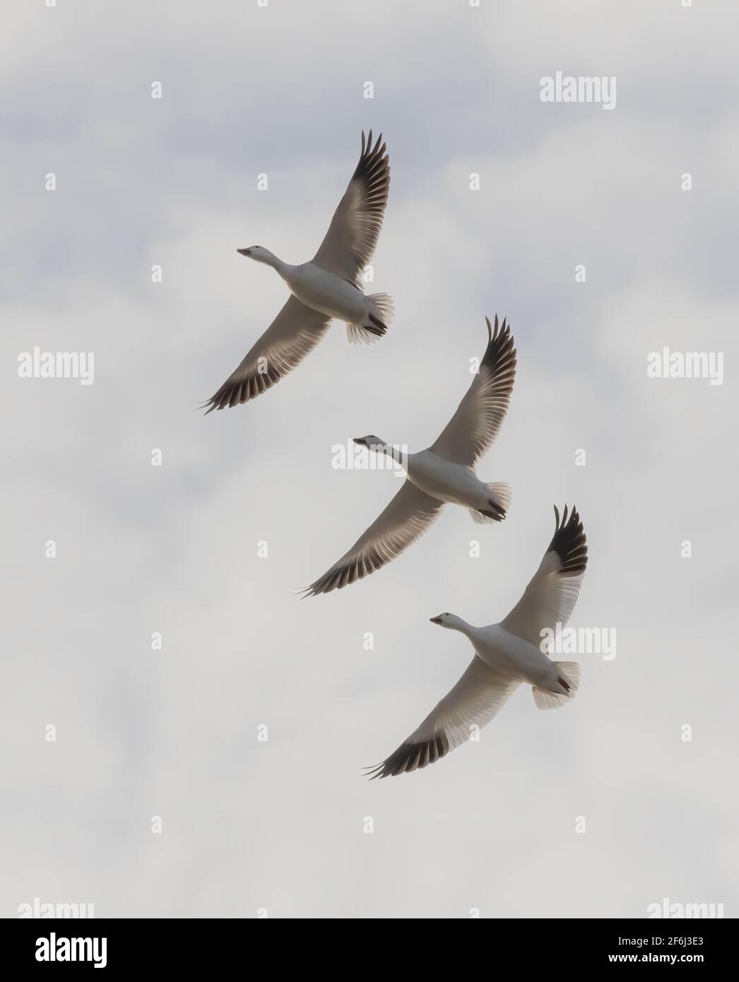 A small flock of migrating snow geese heading north in spring in Canada ...