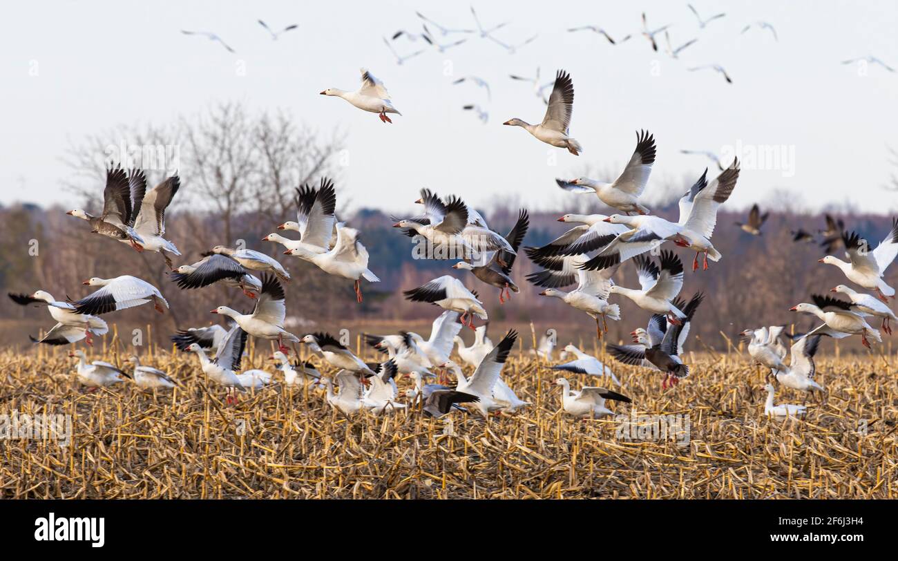 Flock of migrating snow geese heading north in spring in Canada Stock ...
