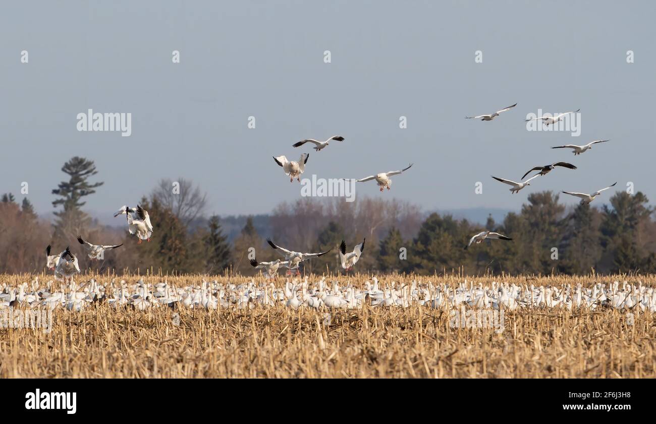 Flock of migrating snow geese heading north in spring in Canada Stock ...