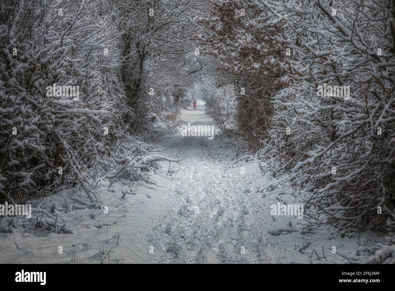 Beautiful wintry nature scenes in the snow, shot in Warwickshire, UK ...