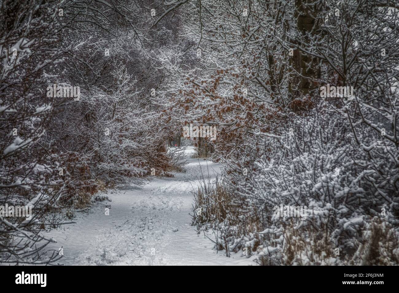 Beautiful wintry nature scenes in the snow, shot in Warwickshire, UK ...