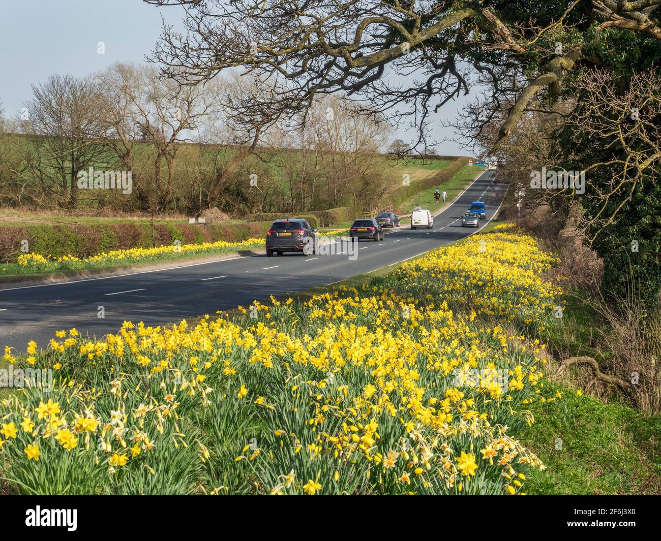 Daffodils line a section of the A661 which forms part of the Harrogate ...