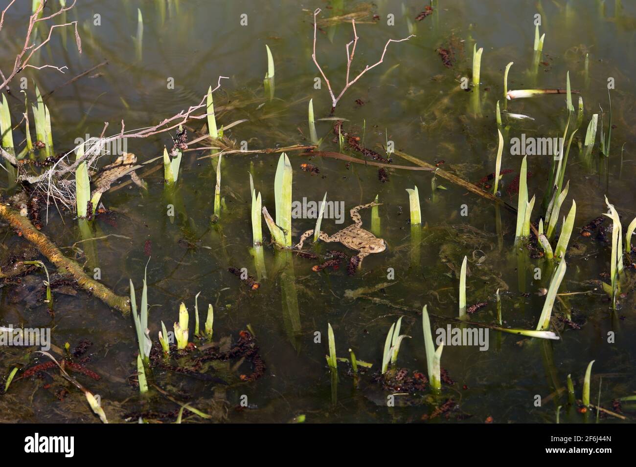 In the spring, frogs sit in shallow bodies of water Stock Photo - Alamy
